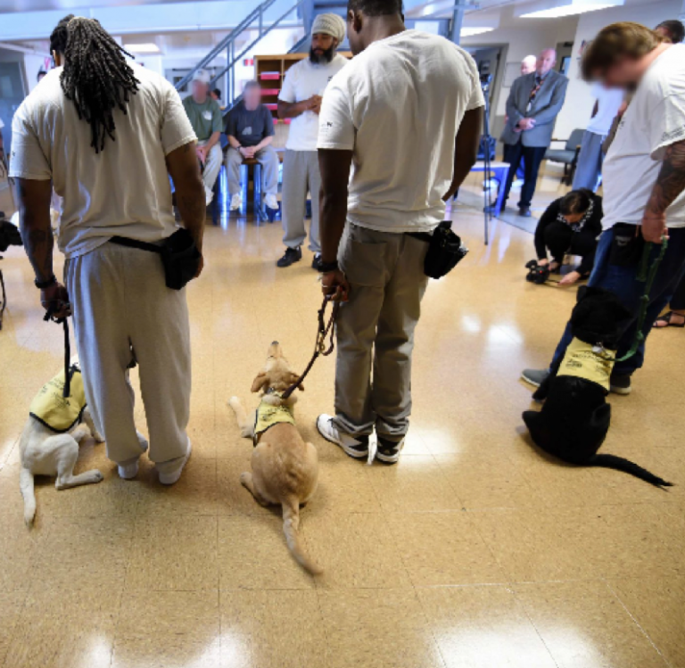 Inmate Program Quarterly - Amy's Adoptables | 911 Dog Rescue