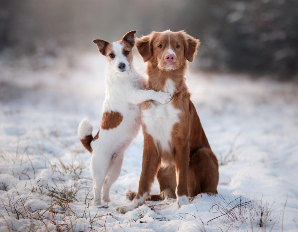 Amy's Adoptables | 911 Dog Rescue | Cleveland Dog Rescue and Adoption